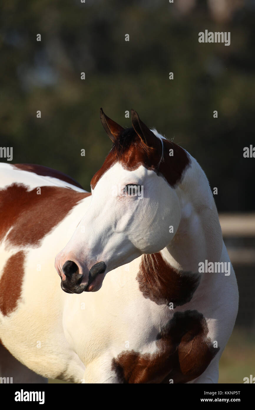 Tovero horse hi-res stock photography and images - Alamy