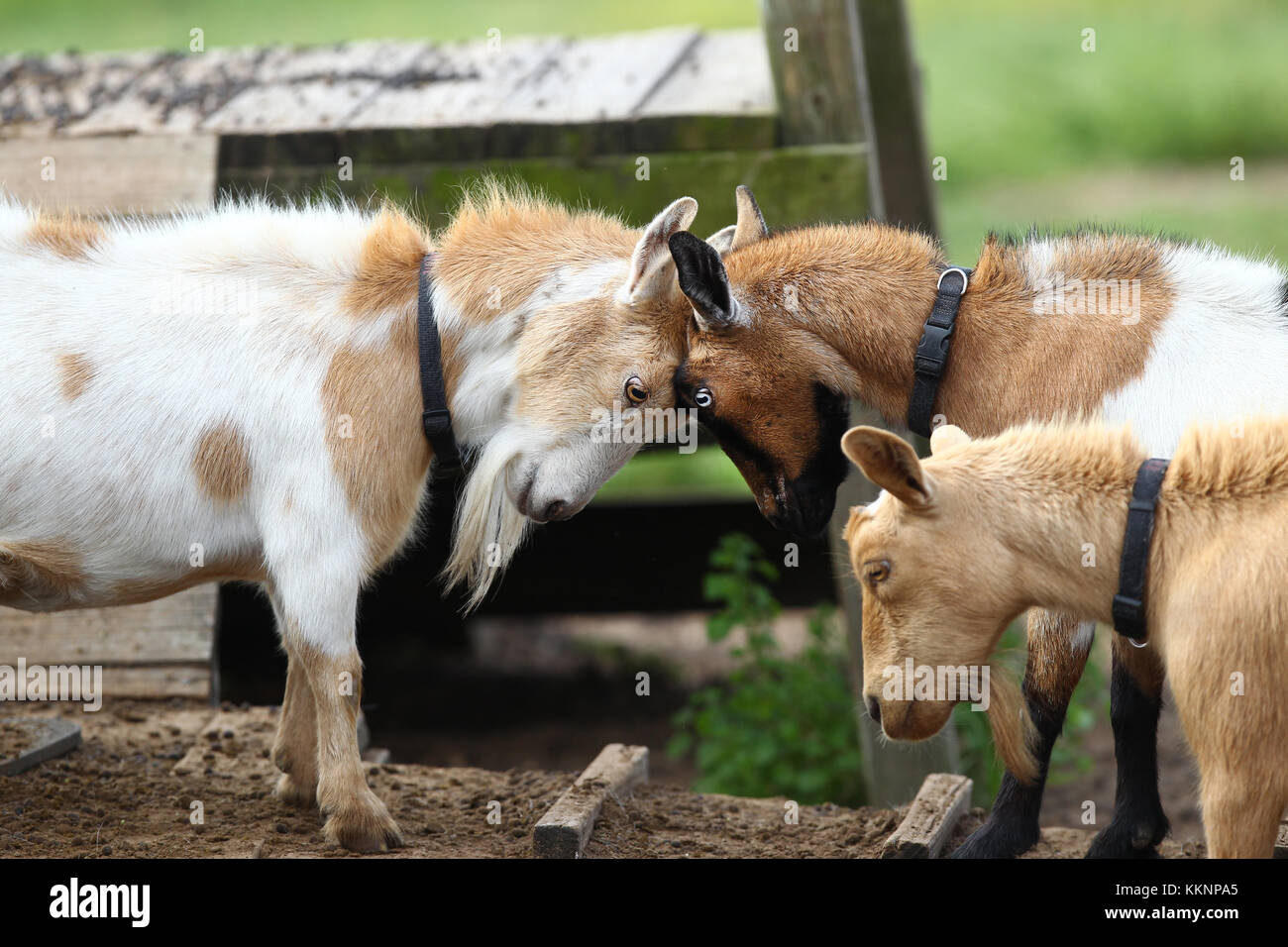 Butting heads hi-res stock photography and images - Alamy