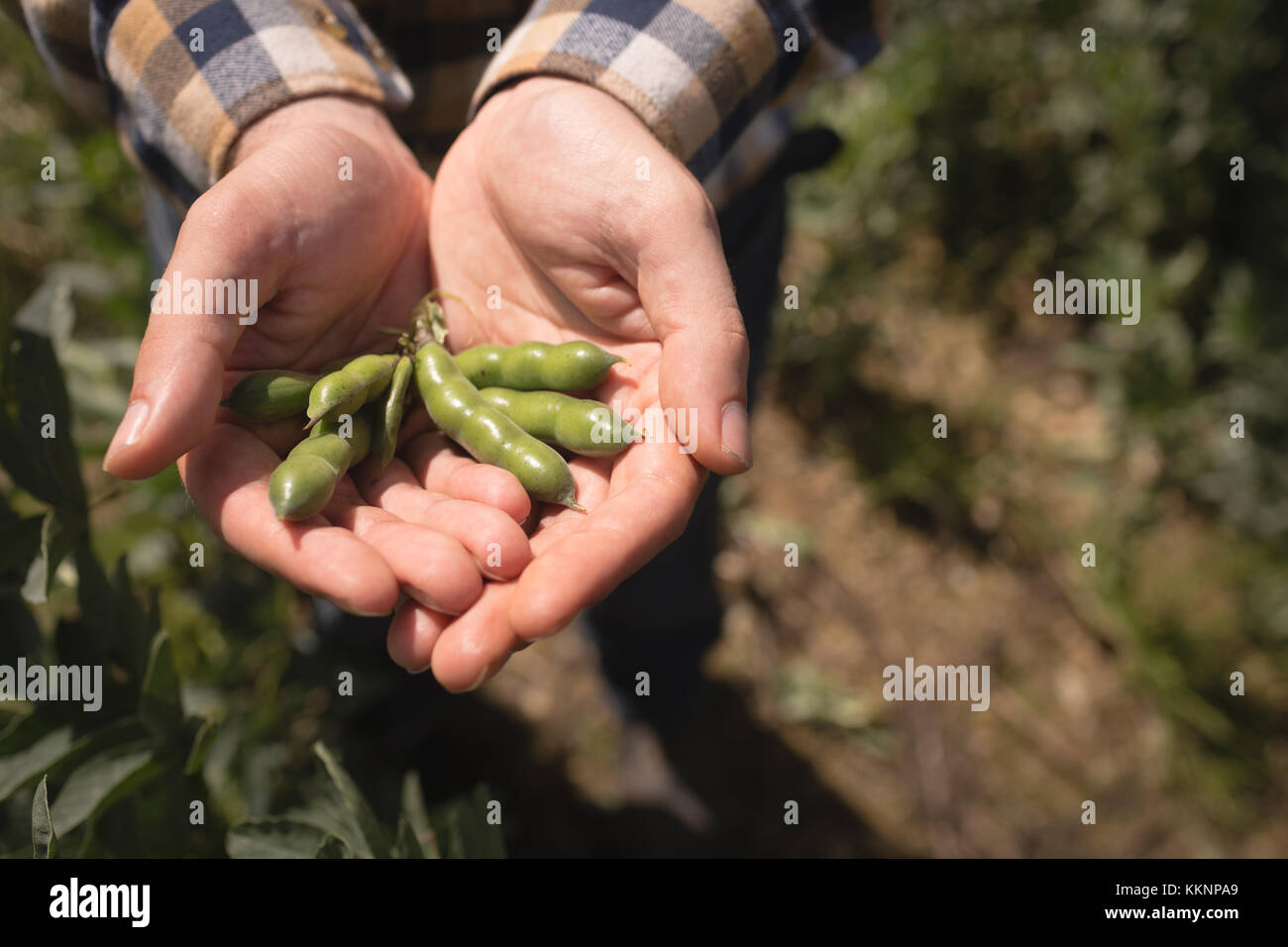 Hand holding beans hi-res stock photography and images - Alamy