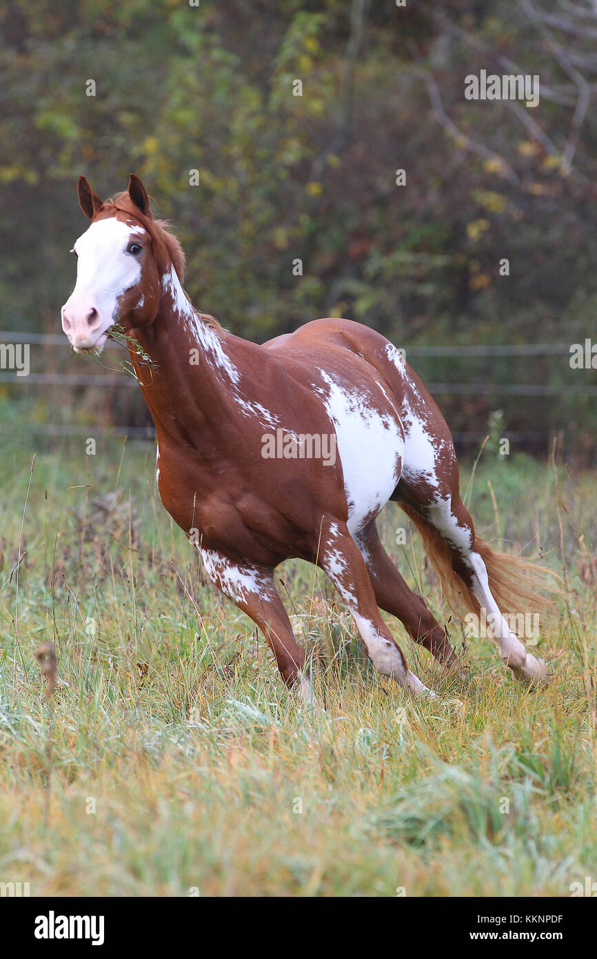 Overo hi-res stock photography and images - Alamy