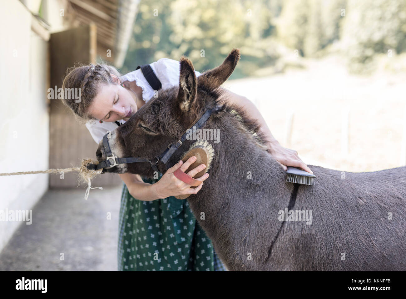 Countrywoman with dirndl brushes a donkey Stock Photo - Alamy