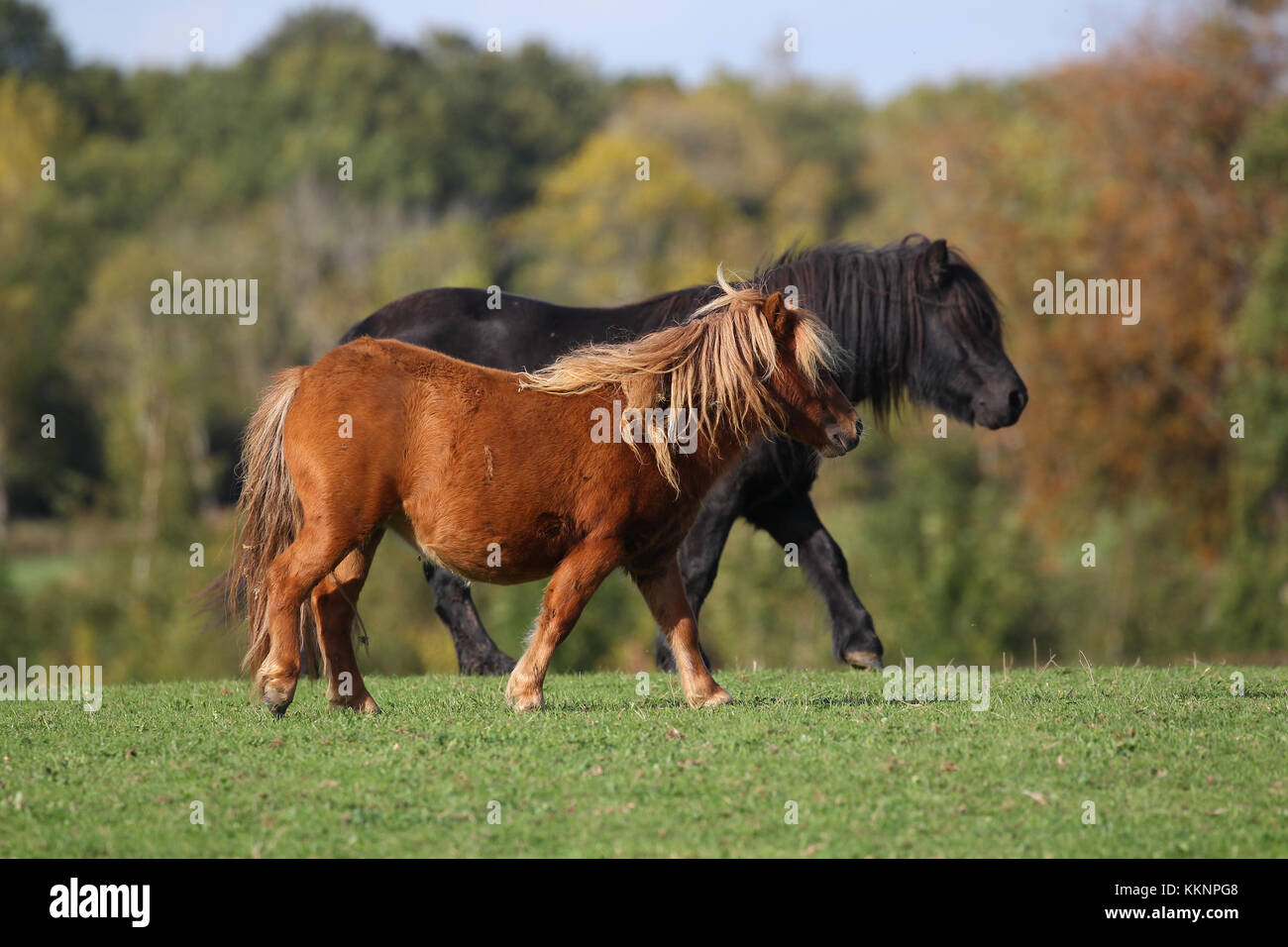 Black ponies hi-res stock photography and images - Alamy