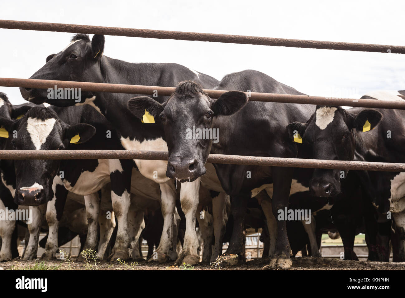 Herd of cattle Stock Photo - Alamy