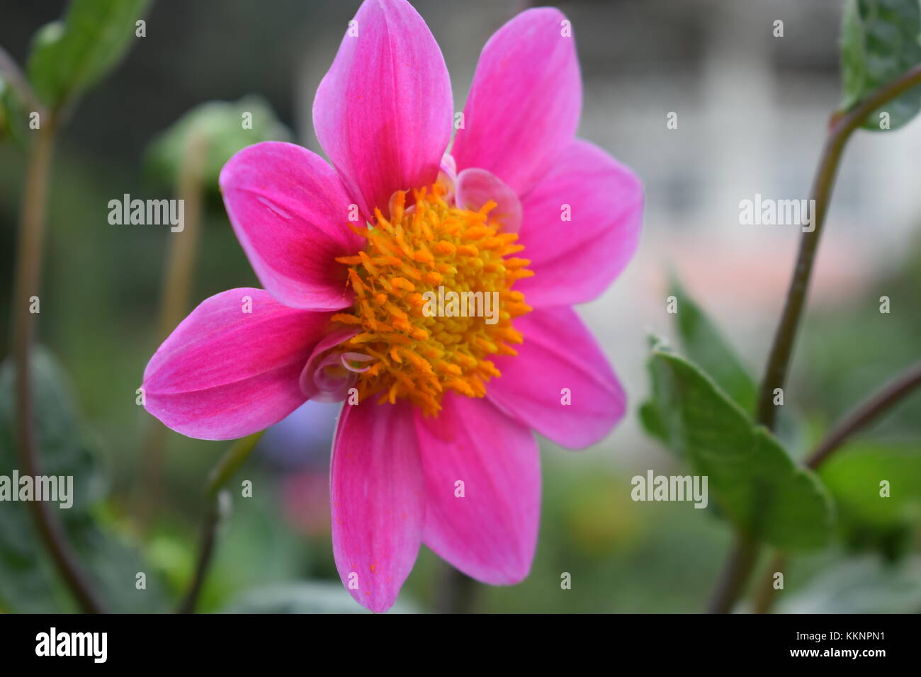 A beautiful pink flower Stock Photo - Alamy