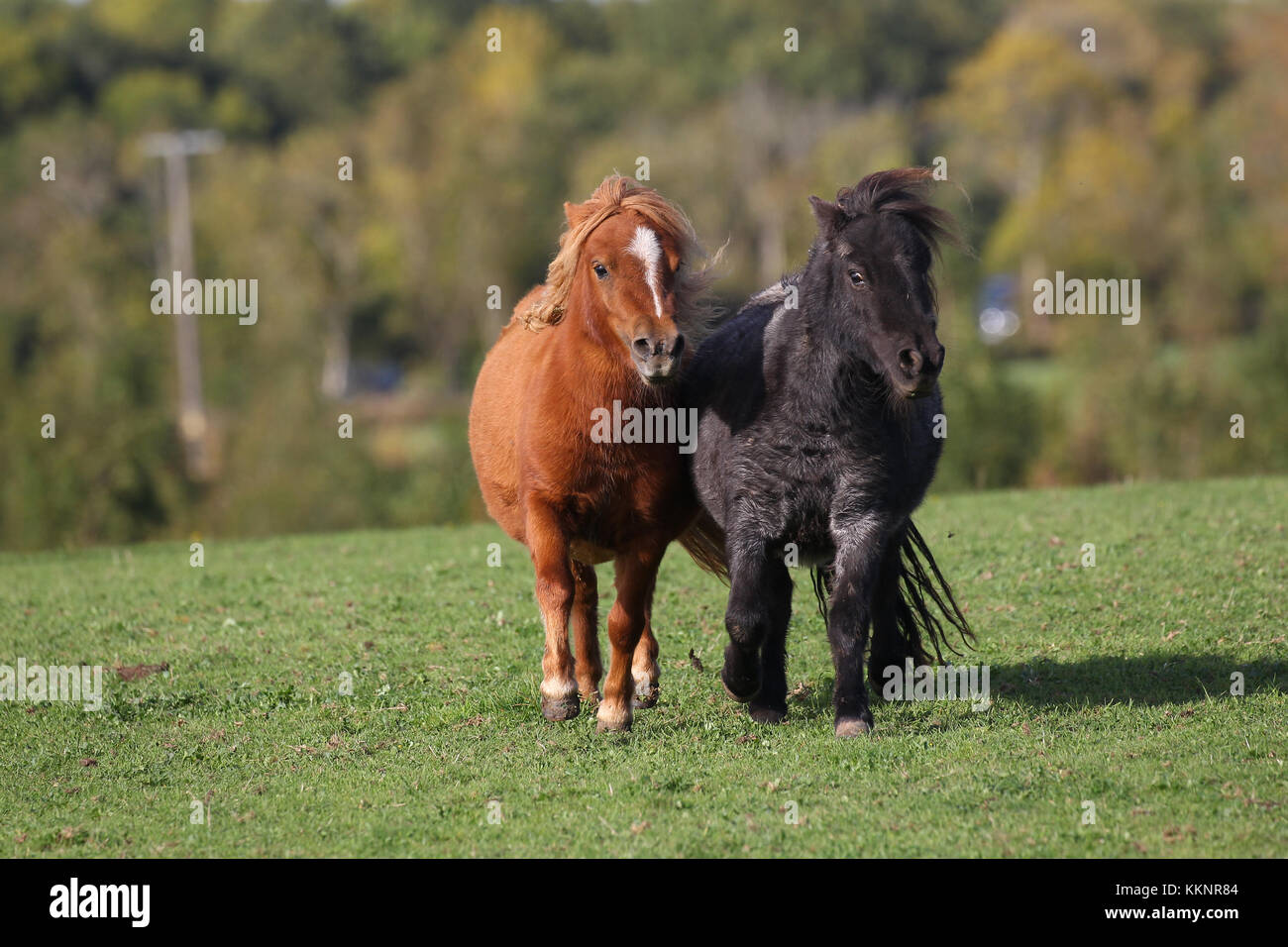 Black ponies hi-res stock photography and images - Alamy