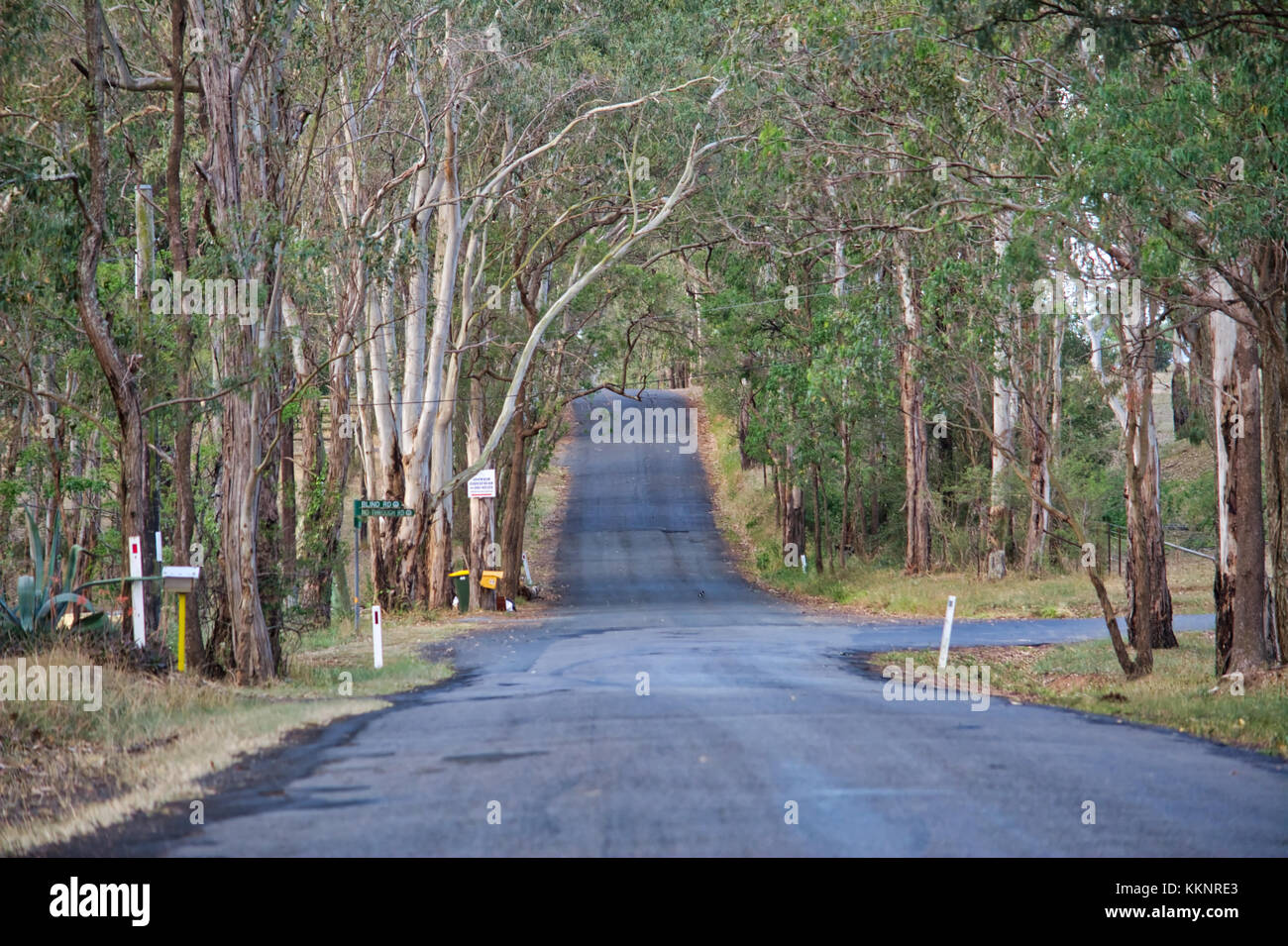 Fork in the road through the bush with lots of trees Stock Photo - Alamy