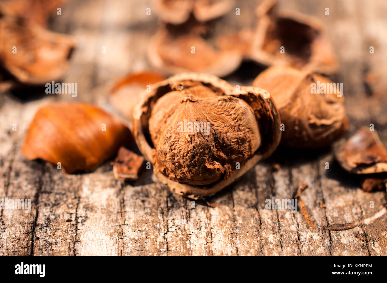 Hazelnut in shell hi-res stock photography and images - Alamy