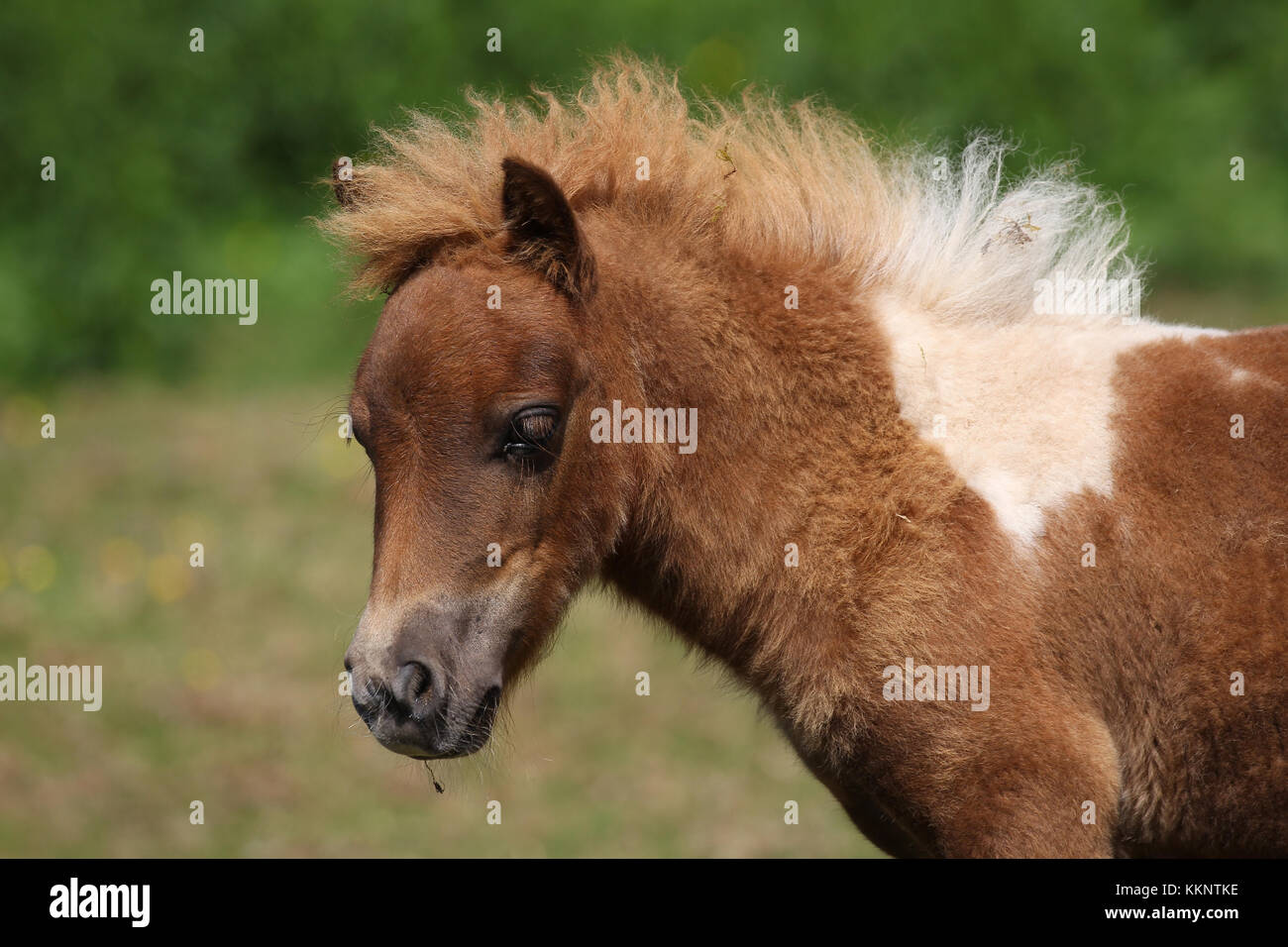 Shetland Foal Headshot Stock Photo - Alamy