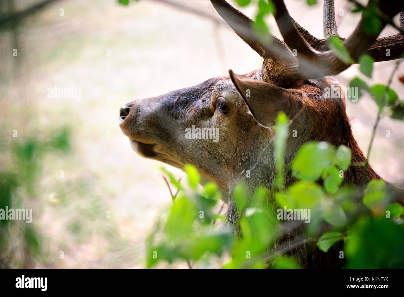 Portrait of adult Deer in the trees Stock Photo - Alamy