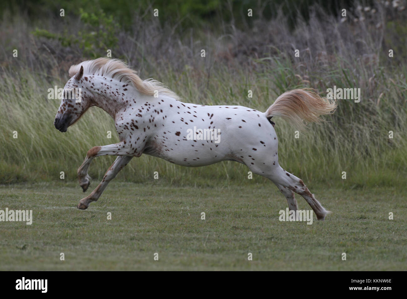 Leaping looking at camera hi-res stock photography and images - Alamy