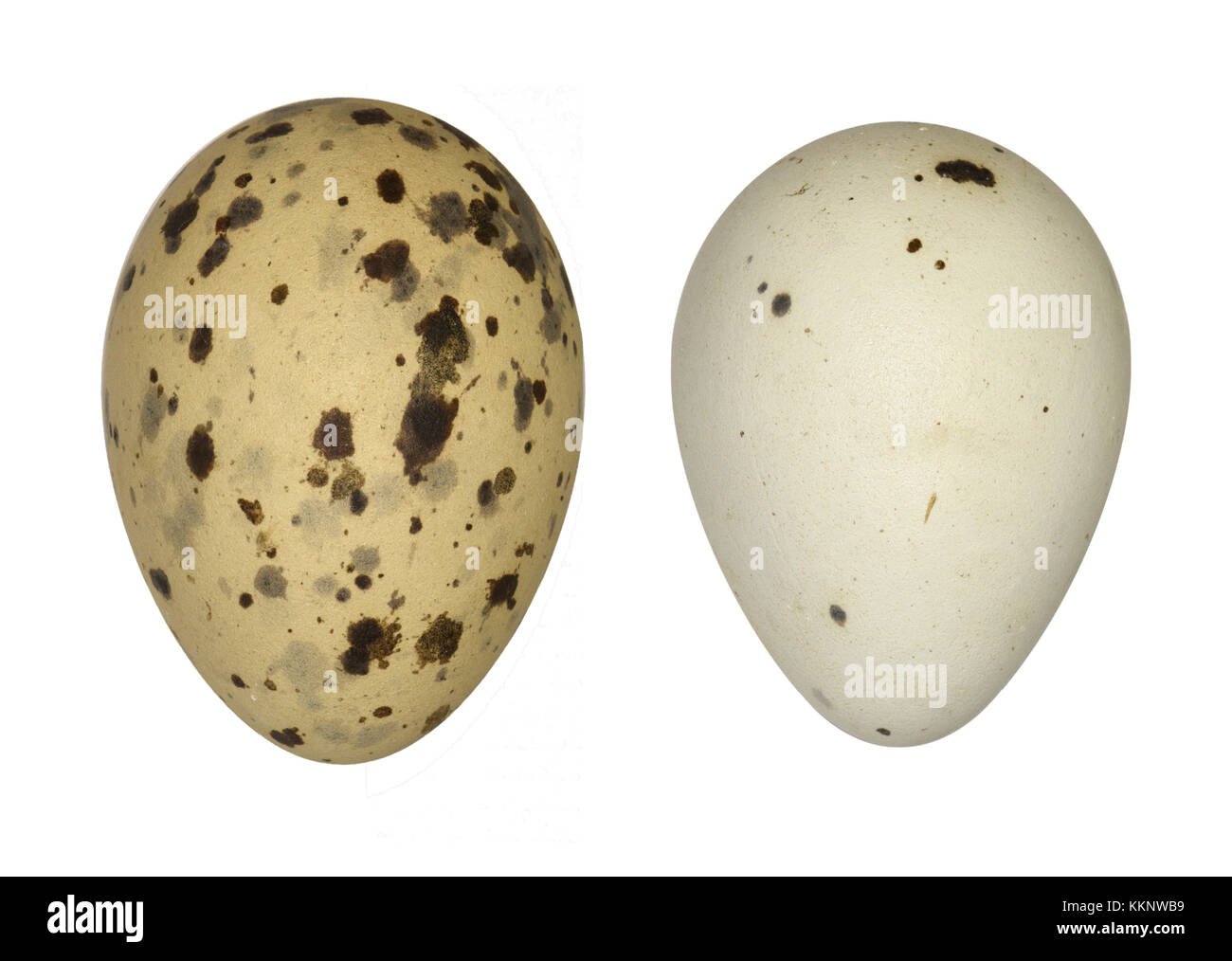 Great black-backed gull, Larus marinus, single bird in flight, Skokholm ...