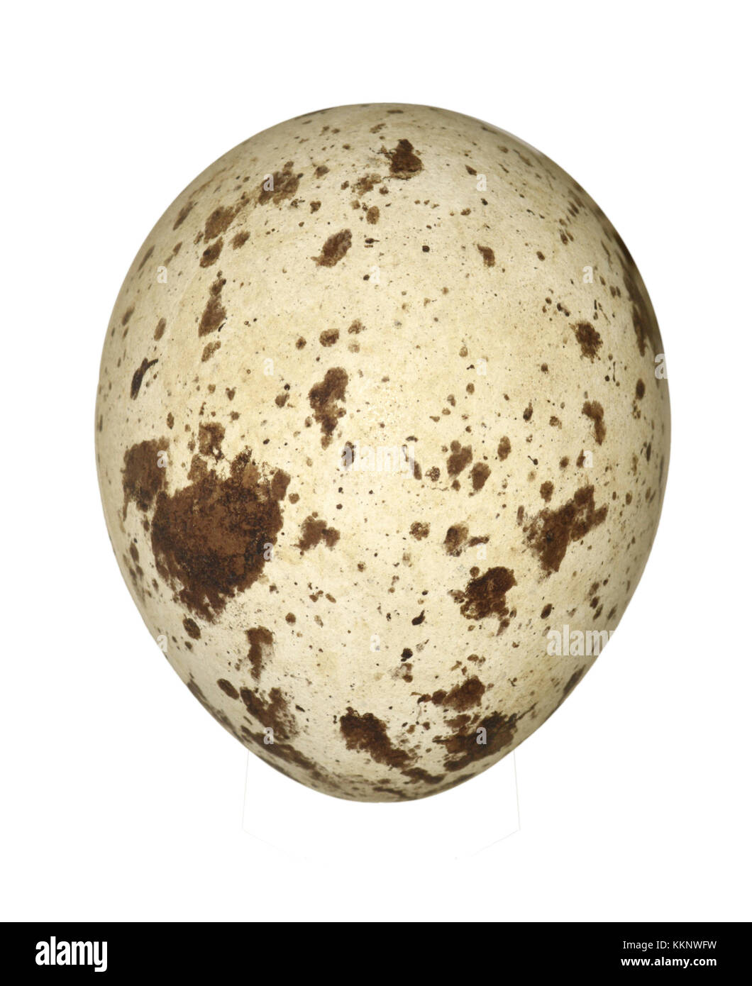 Rough eggs hi-res stock photography and images - Alamy