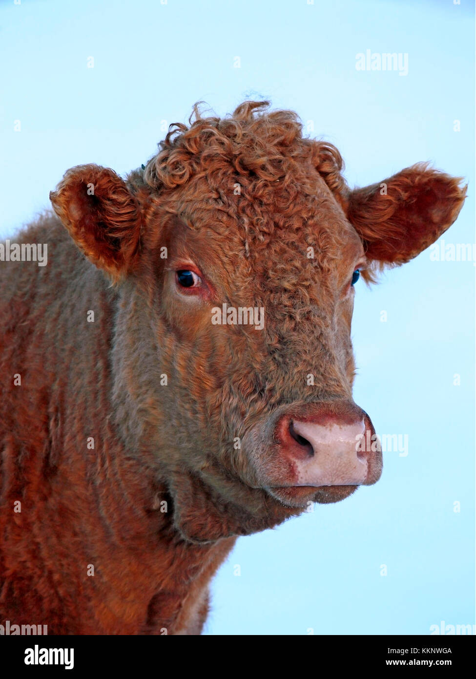Close up portrait of of Red Angus Cow at winter pasture, watching ...