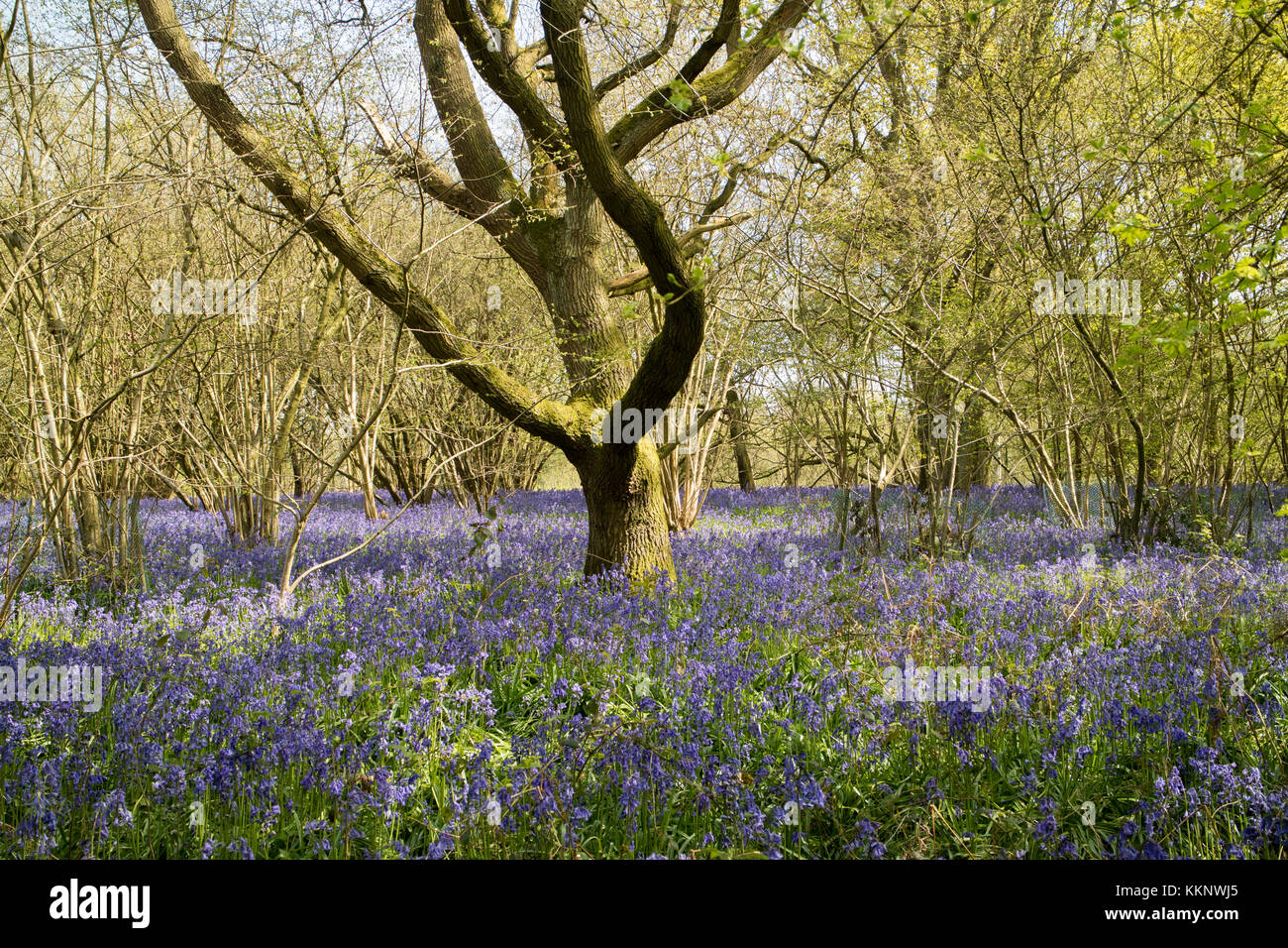 Fresh bluebells in a natural woodland setting Stock Photo - Alamy