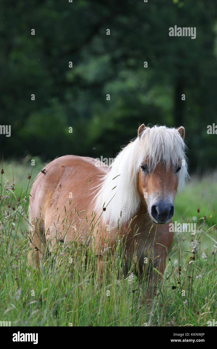 Palomino shetland pony hi-res stock photography and images - Alamy