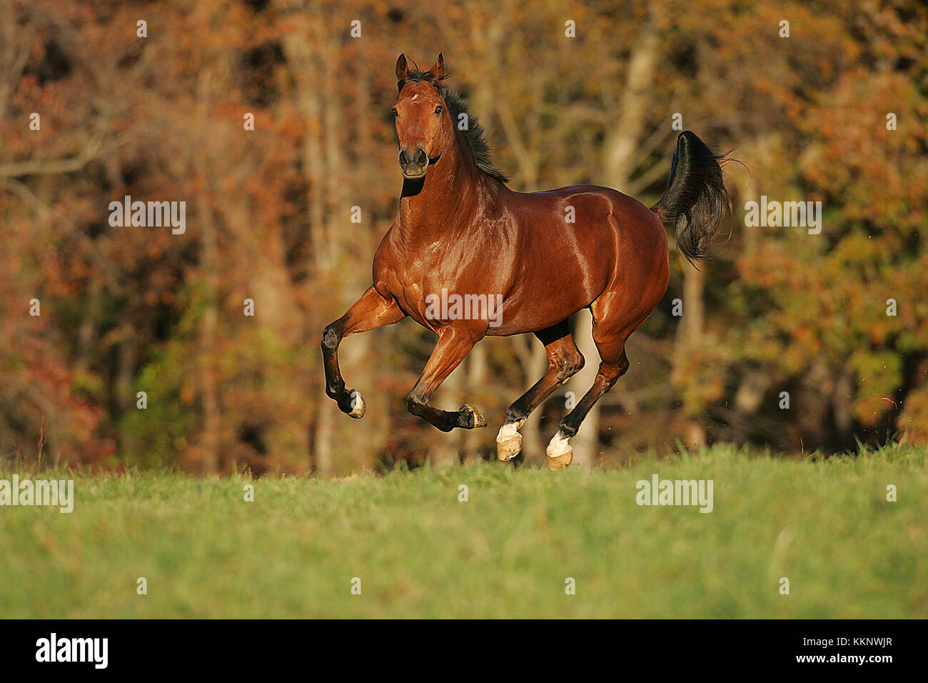 Horse Feet High Resolution Stock Photography and Images - Alamy