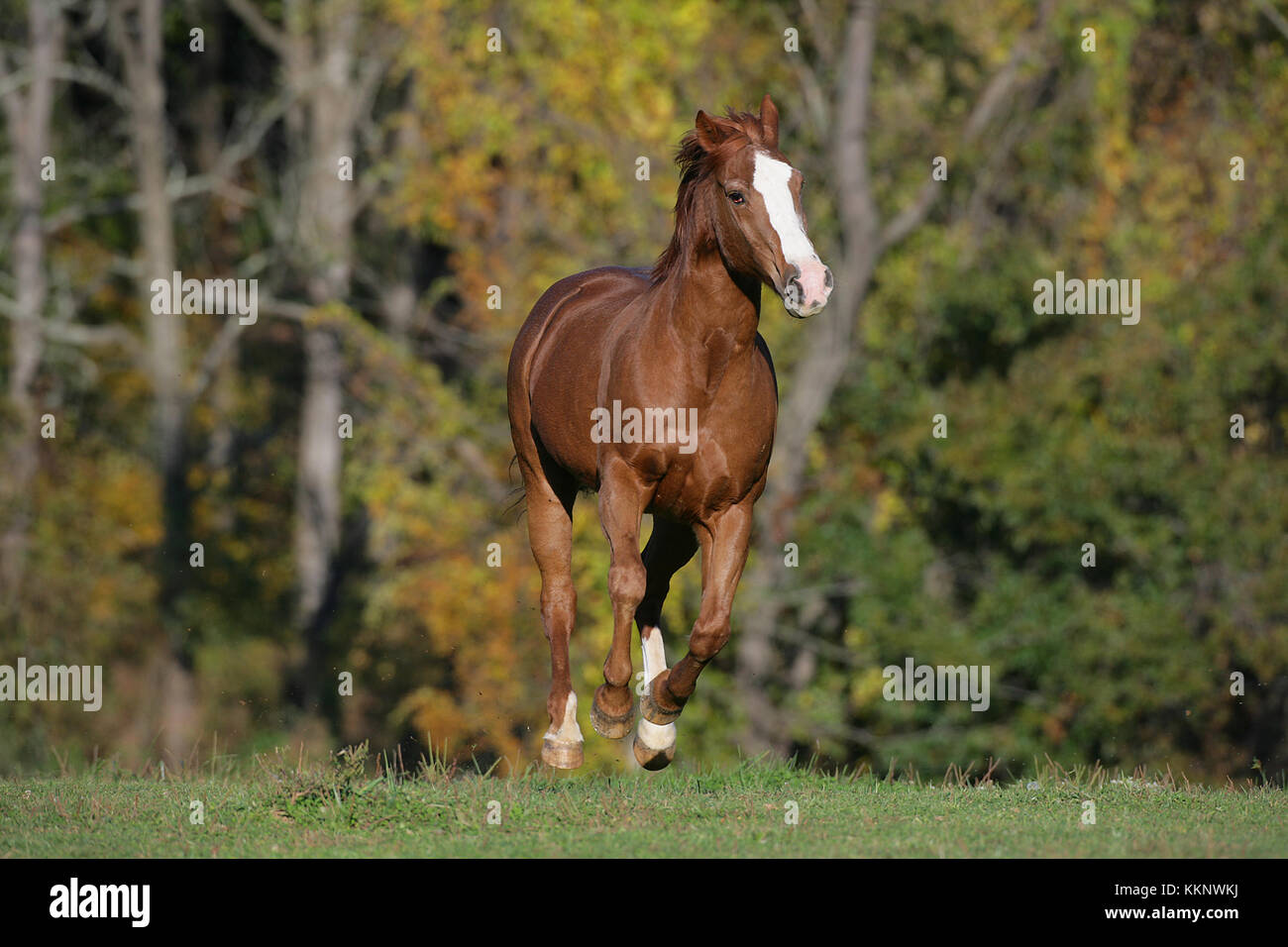 Thoroughbred mare and foal cantering hi-res stock photography and ...