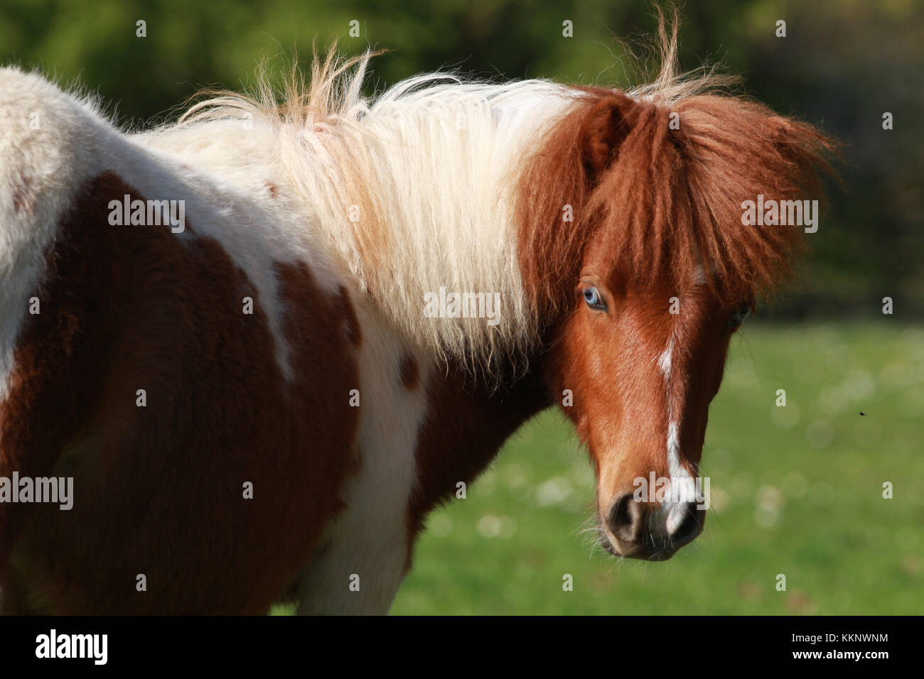 Shetland Pony High Resolution Stock Photography and Images - Alamy