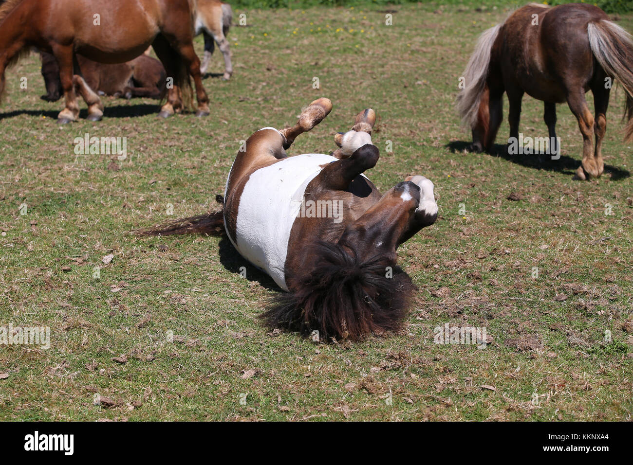 Rolling pony hi-res stock photography and images - Alamy
