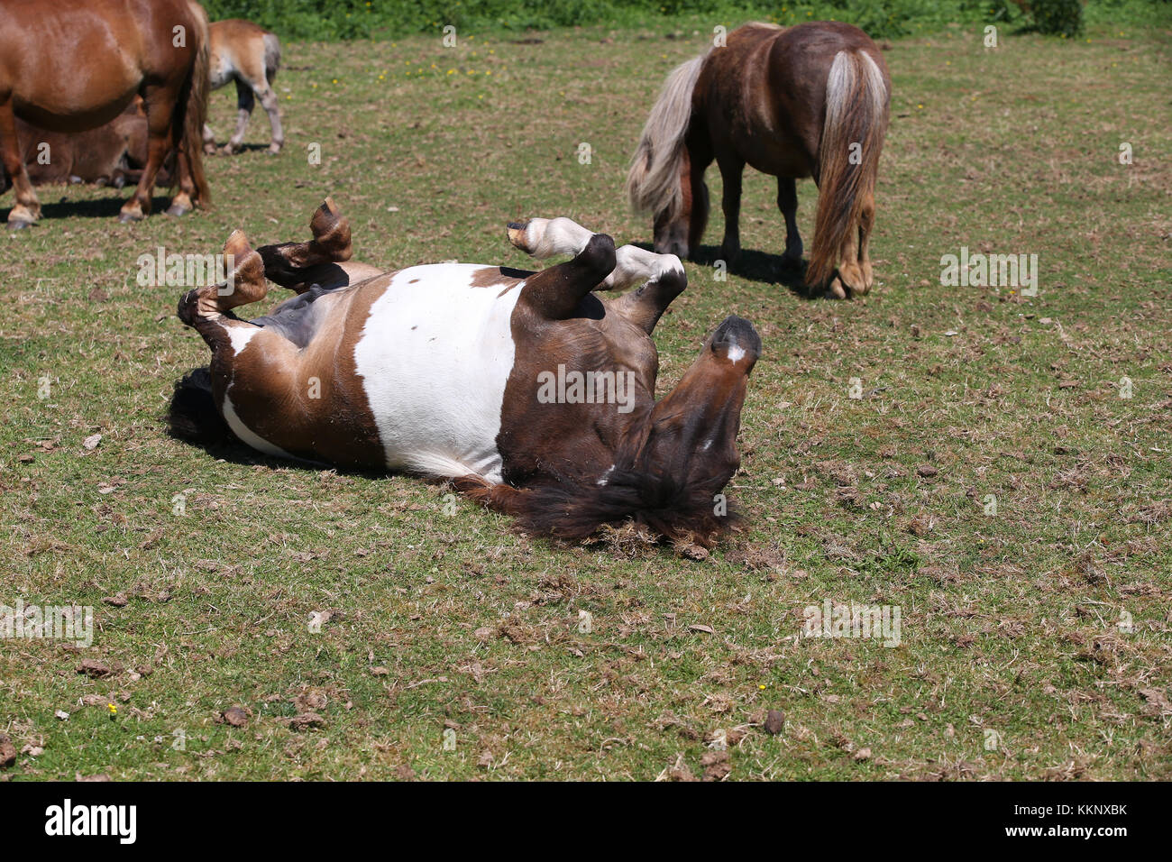 Rolling Pony High Resolution Stock Photography and Images - Alamy