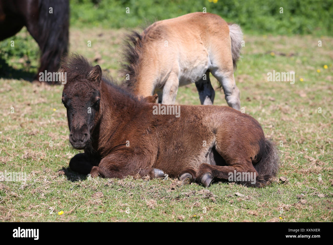 Lying pony High Resolution Stock Photography and Images - Alamy
