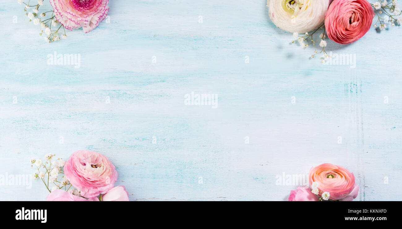 Beautiful pink buttercup frame on turquiose wooden background. Woman ...