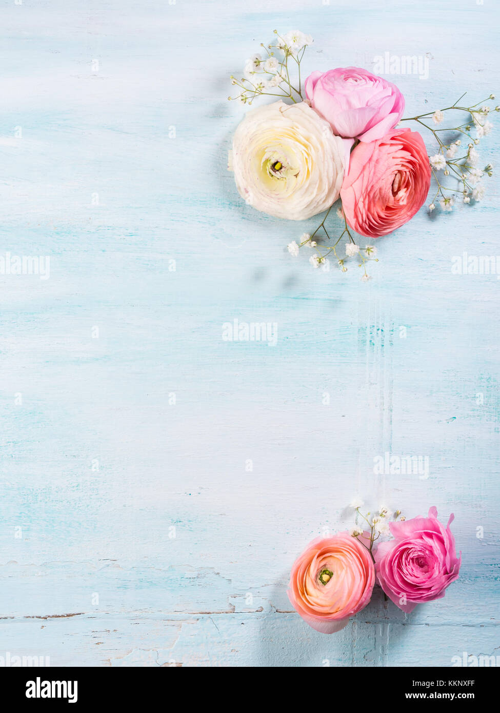 Beautiful pink buttercup frame on turquiose wooden background. Woman ...