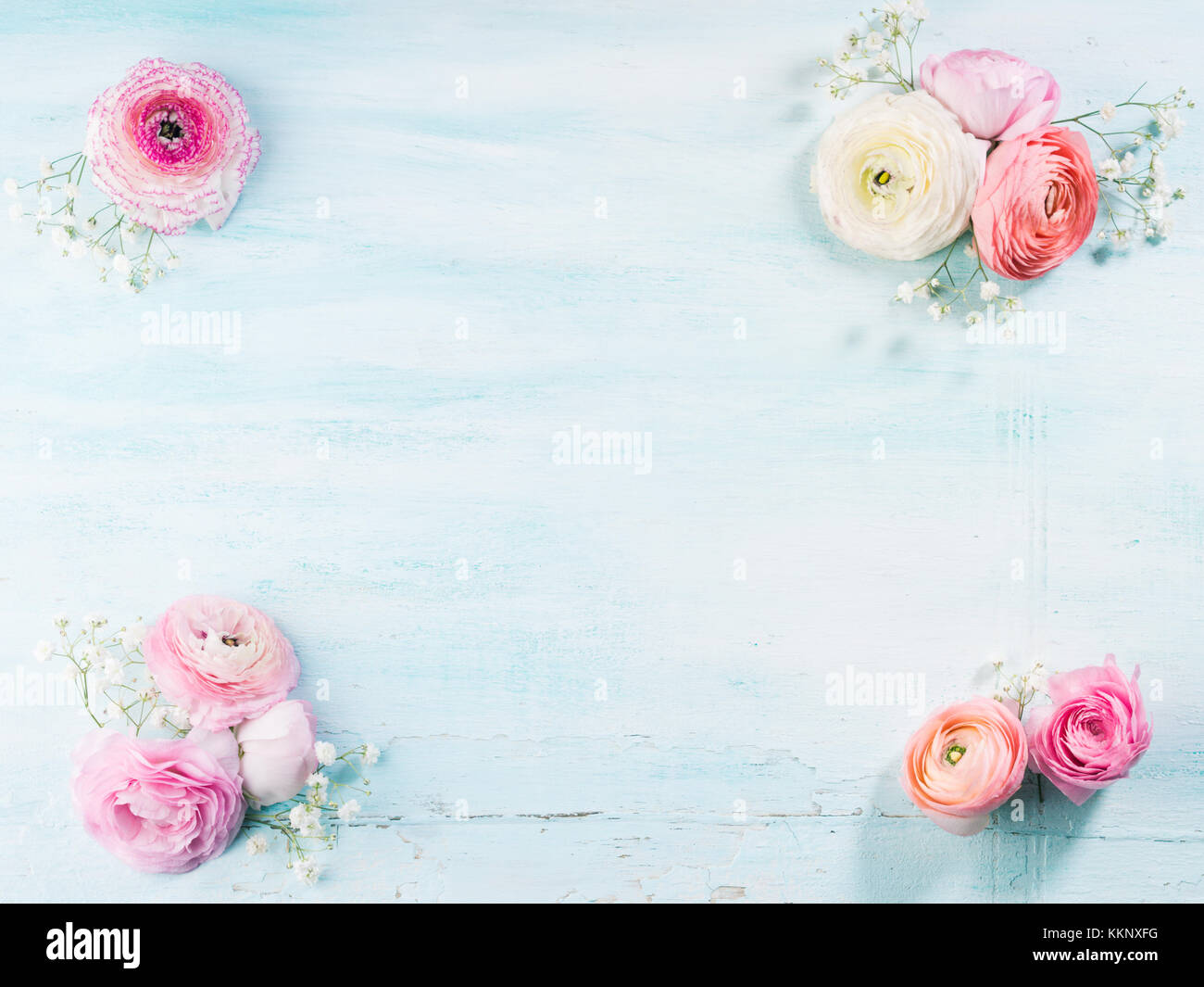 Beautiful pink buttercup frame on turquiose wooden background. Woman ...
