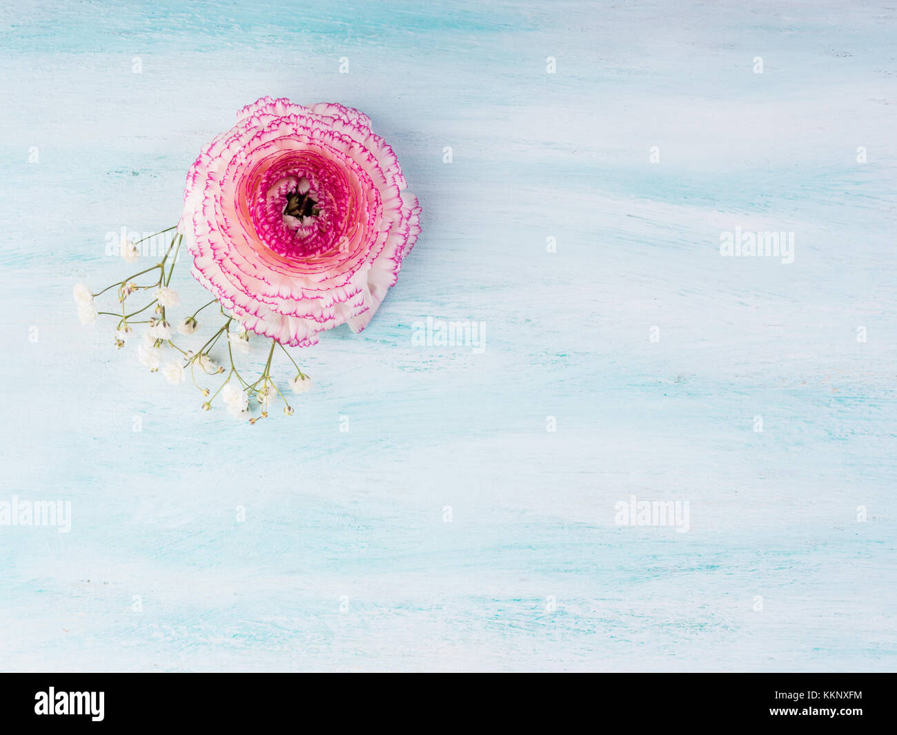 Beautiful pink buttercup frame on turquiose wooden background. Woman ...