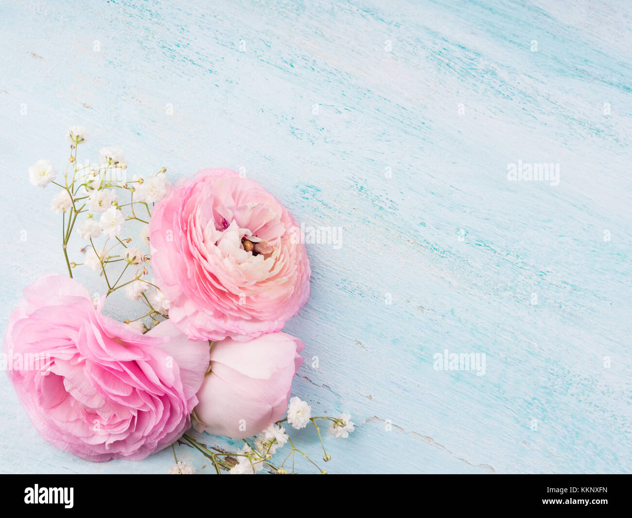Beautiful pink buttercup frame on turquiose wooden background. Woman ...
