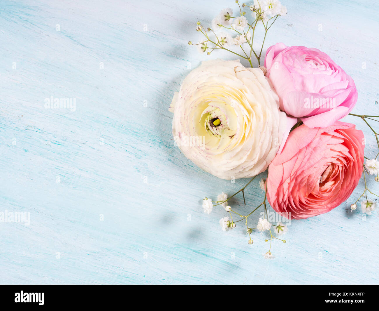 Beautiful pink buttercup frame on turquiose wooden background. Woman ...