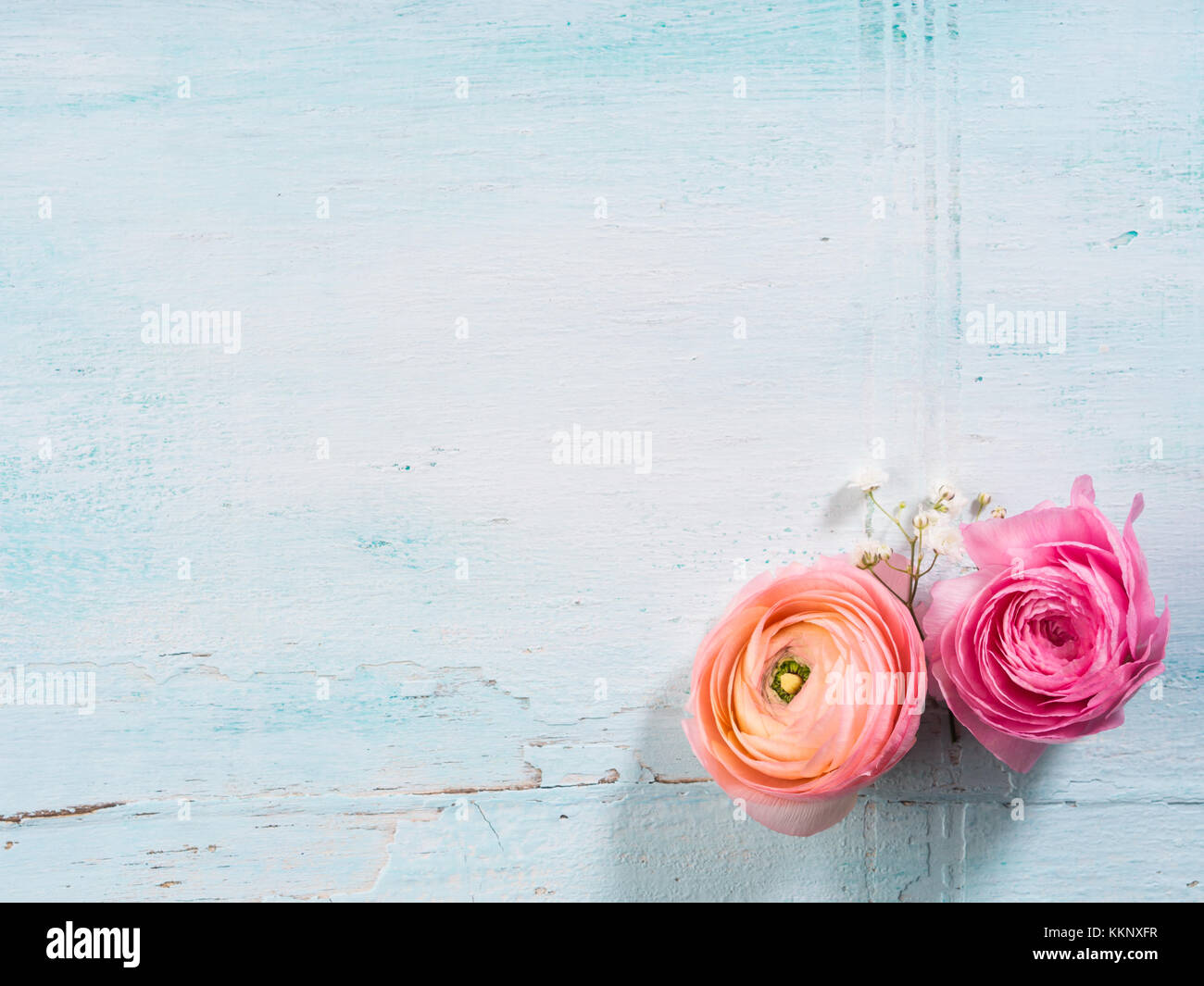 Beautiful pink buttercup frame on turquiose wooden background. Woman ...
