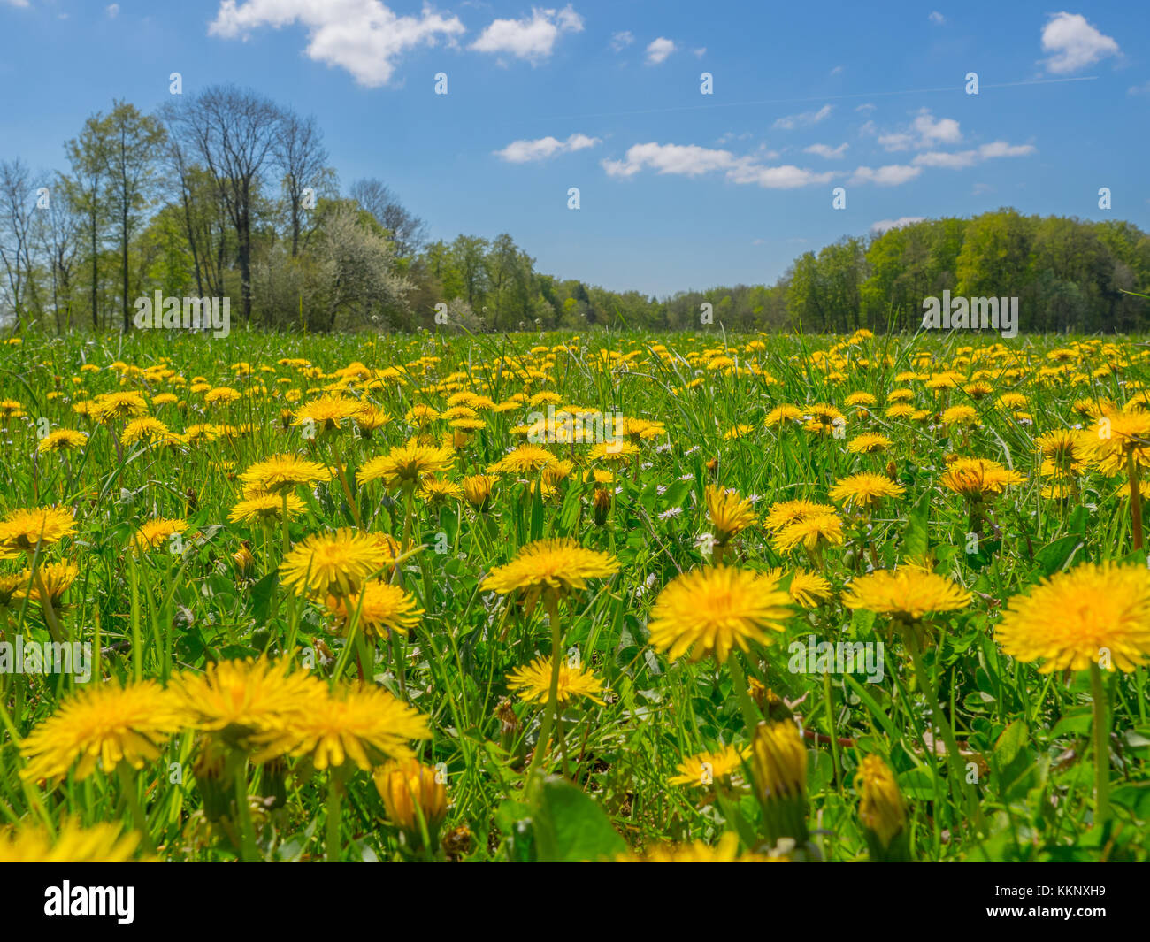 dandelions on a meadow Stock Photo - Alamy