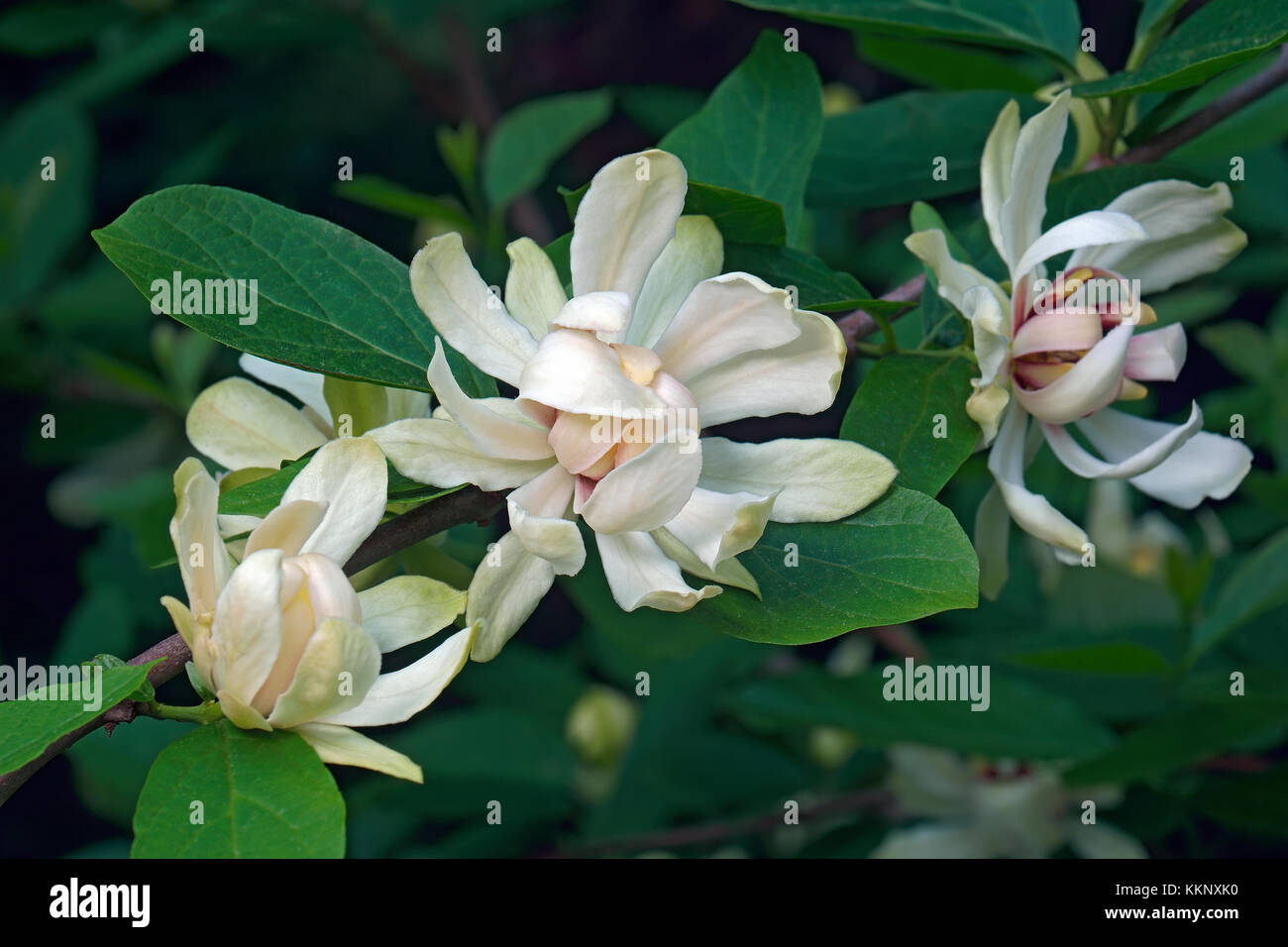 Venus sweetshrub (Calycanthus x Venus). Hybrid of Calycanthus chinensis ...