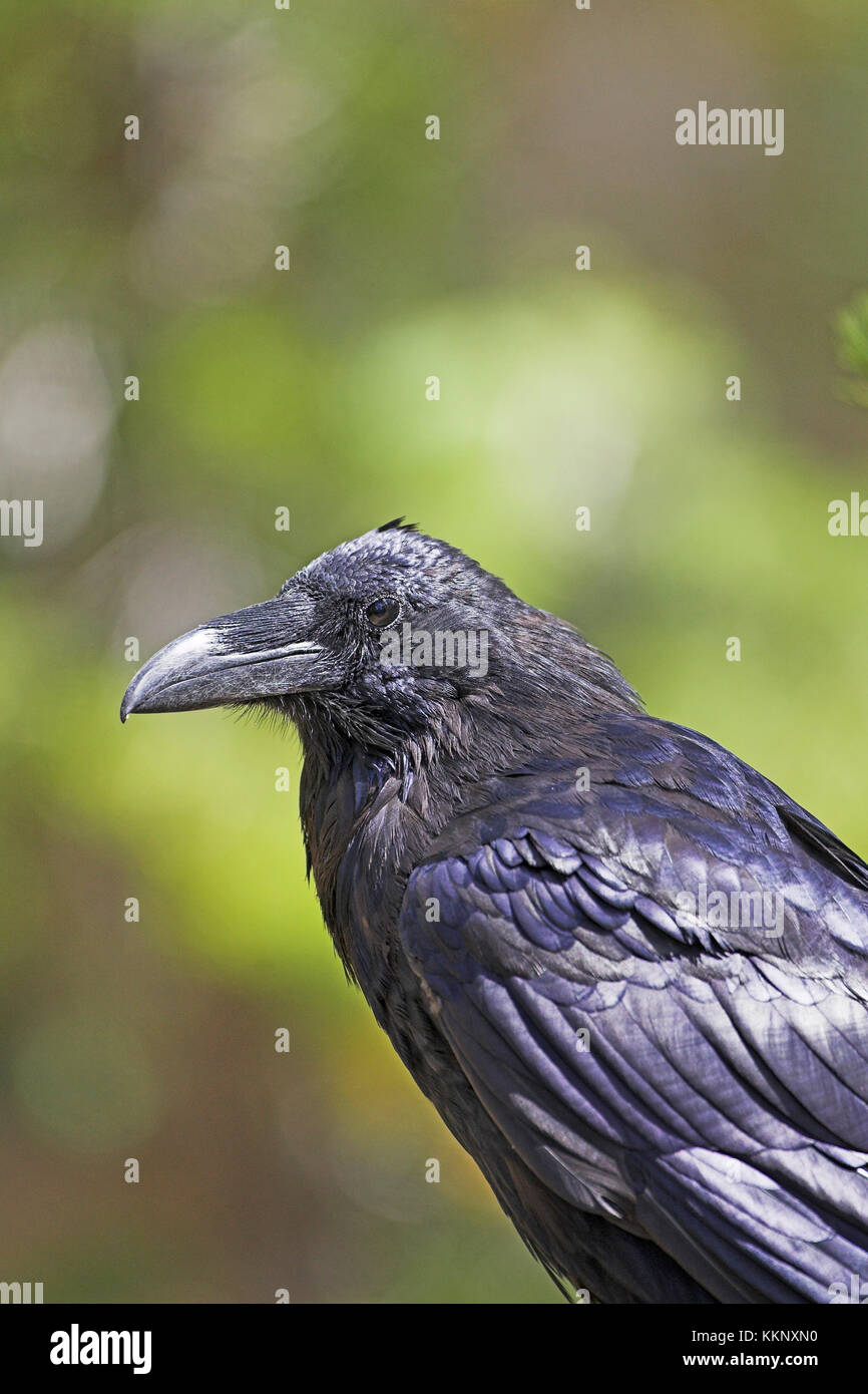 Common raven Corvus corax Zion National Park Utah USA 2005 Stock Photo ...