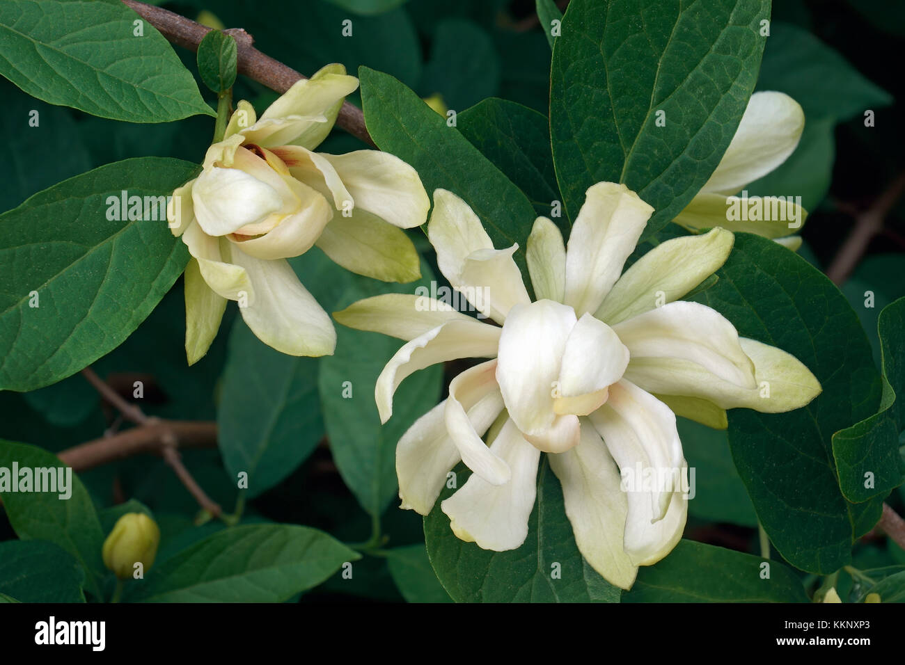 Venus sweetshrub (Calycanthus x Venus). Hybrid of Calycanthus chinensis ...