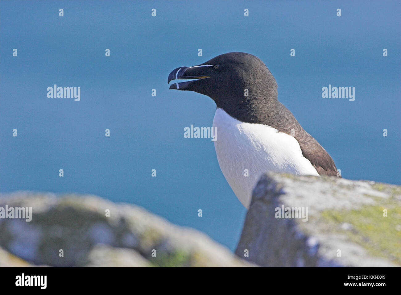 Razorbill Alca torda single bird on cliff ledge Isle of May Firth of ...