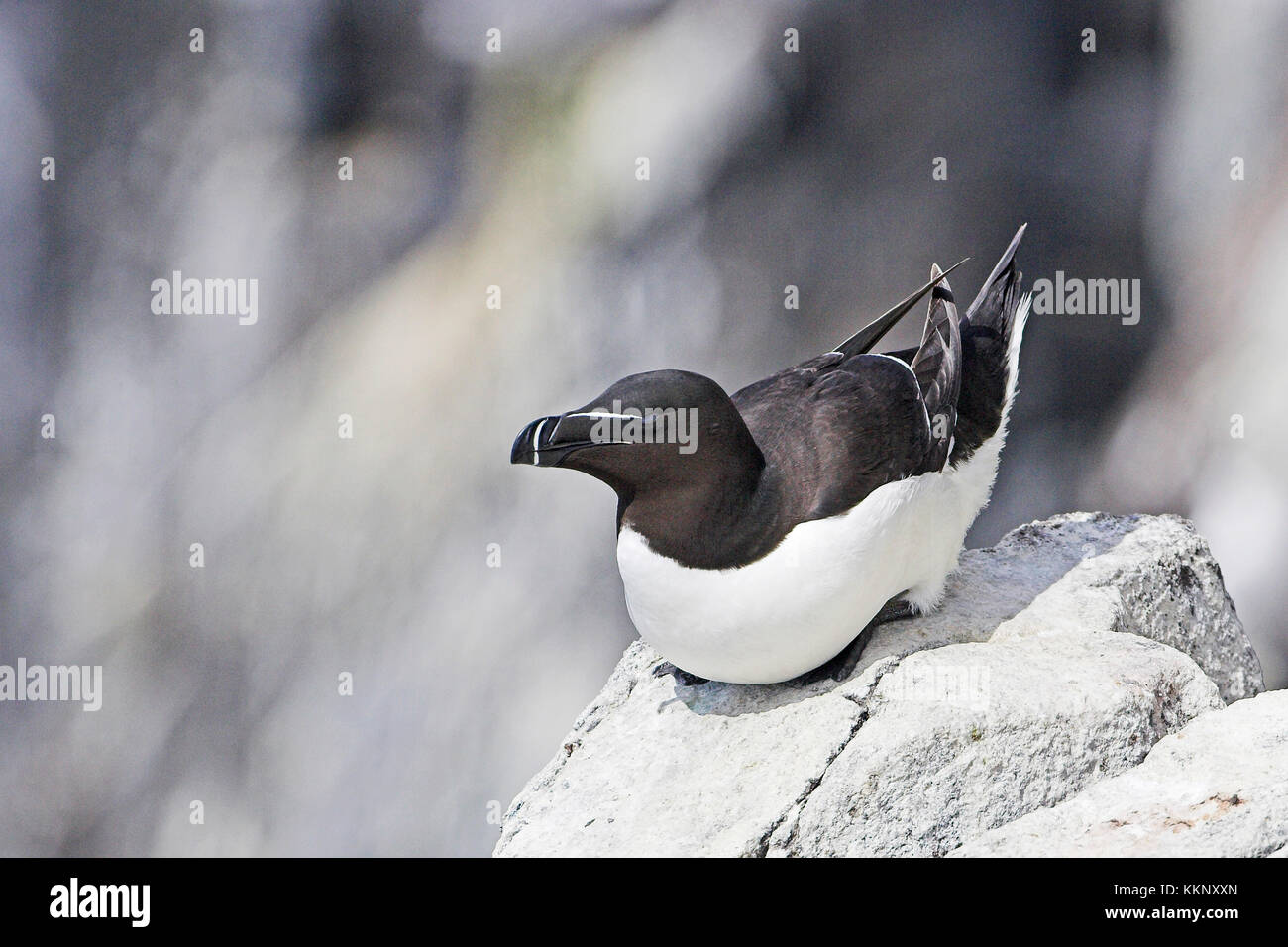Razorbill Alca torda single bird on cliff ledge Isle of May Firth of ...