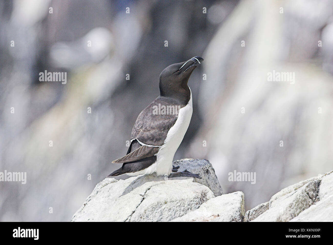 Razorbill Alca torda single bird on cliff ledge Isle of May Firth of ...