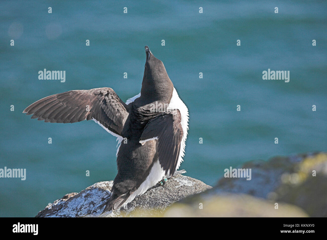 Razorbill Alca torda single bird on cliff ledge Isle of May Firth of ...