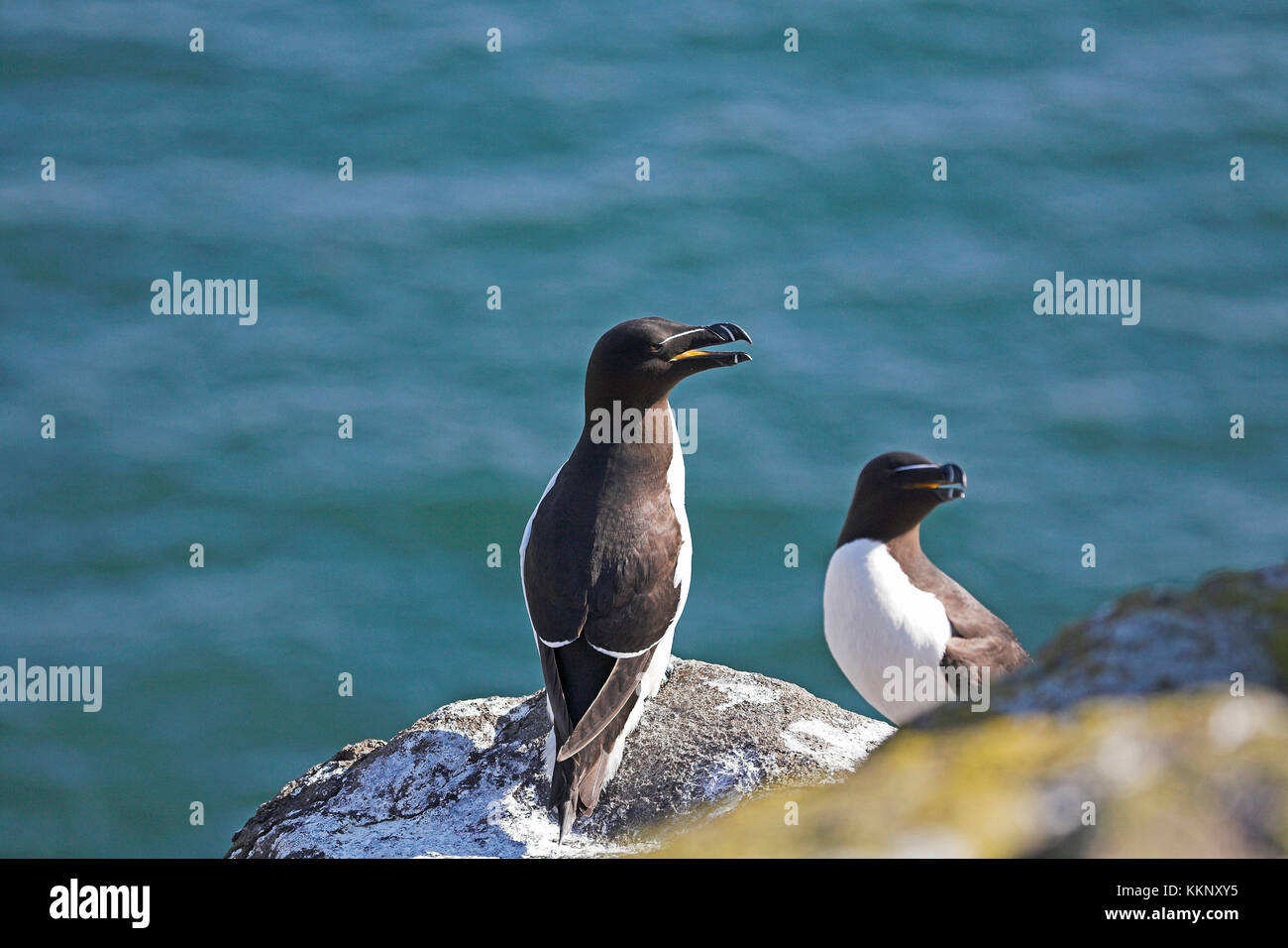 Razorbill Alca torda single bird on cliff ledge Isle of May Firth of ...