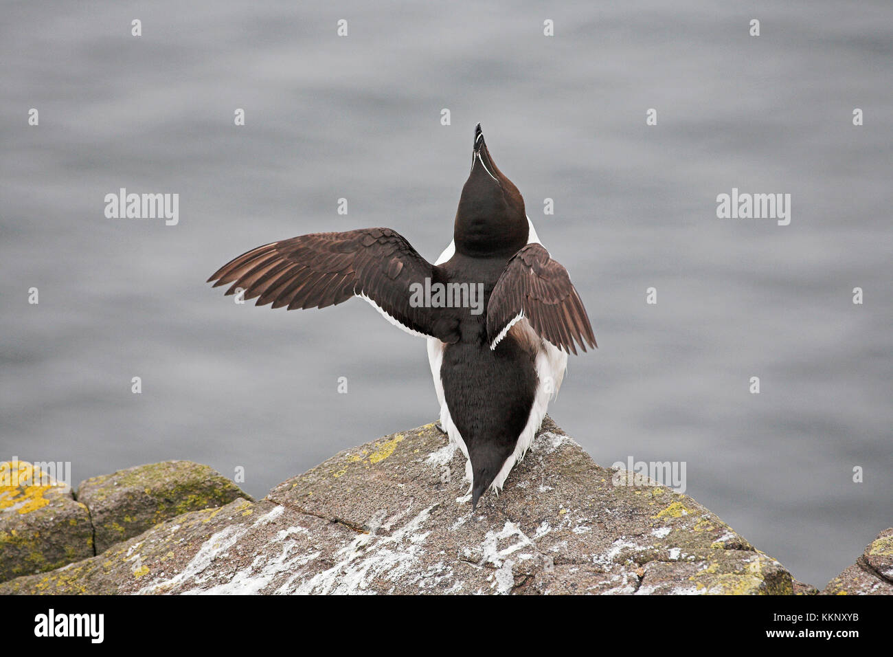 Razorbill Alca torda single bird on cliff ledge Isle of May Firth of ...