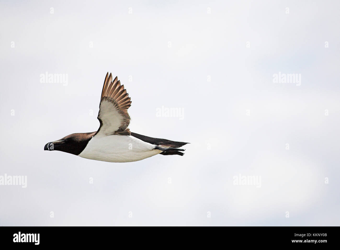 Fly flight razorbill hi-res stock photography and images - Alamy
