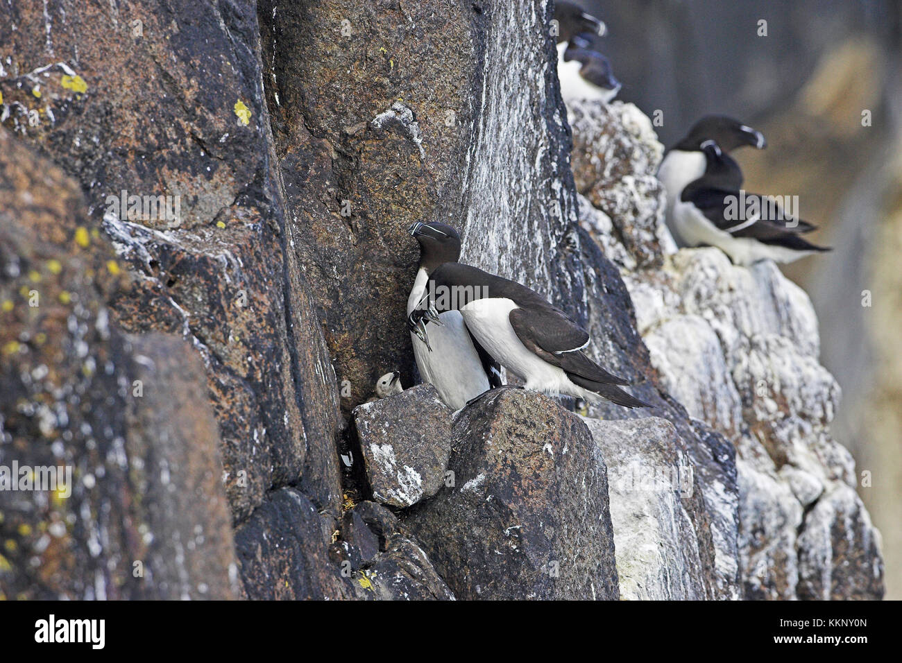 Razorbill Alca torda at nesting ledge feeding young chick with sandeels ...
