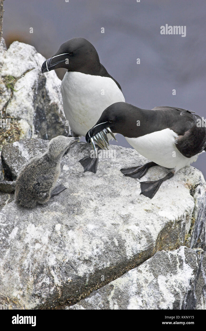 Razorbill Alca torda at nesting ledge feeding young chick with sandeels ...