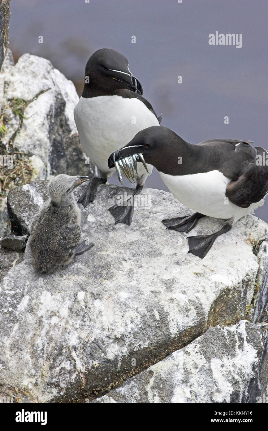 Razorbill Alca torda at nesting ledge feeding young chick with sandeels ...