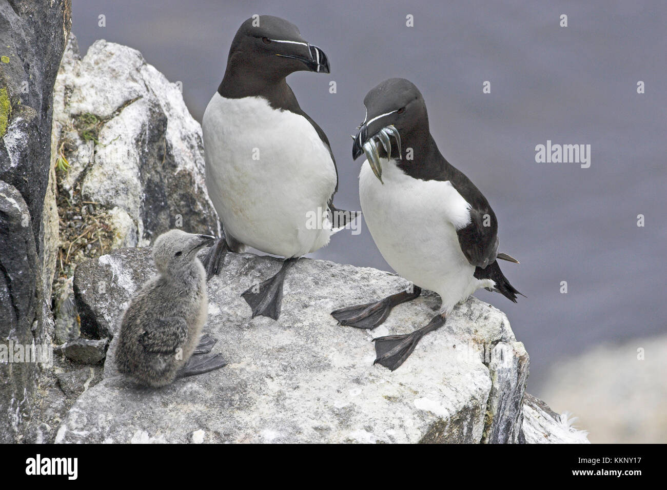 Razorbill Alca torda at nesting ledge feeding young chick with sandeels ...