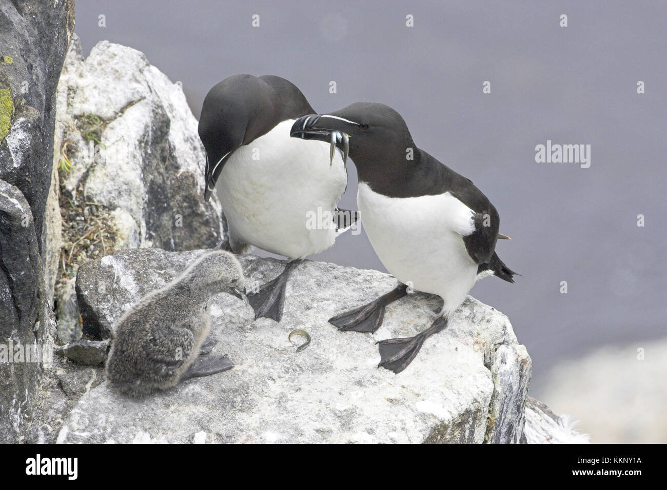 Razorbill Alca torda at nesting ledge feeding young chick with sandeels ...