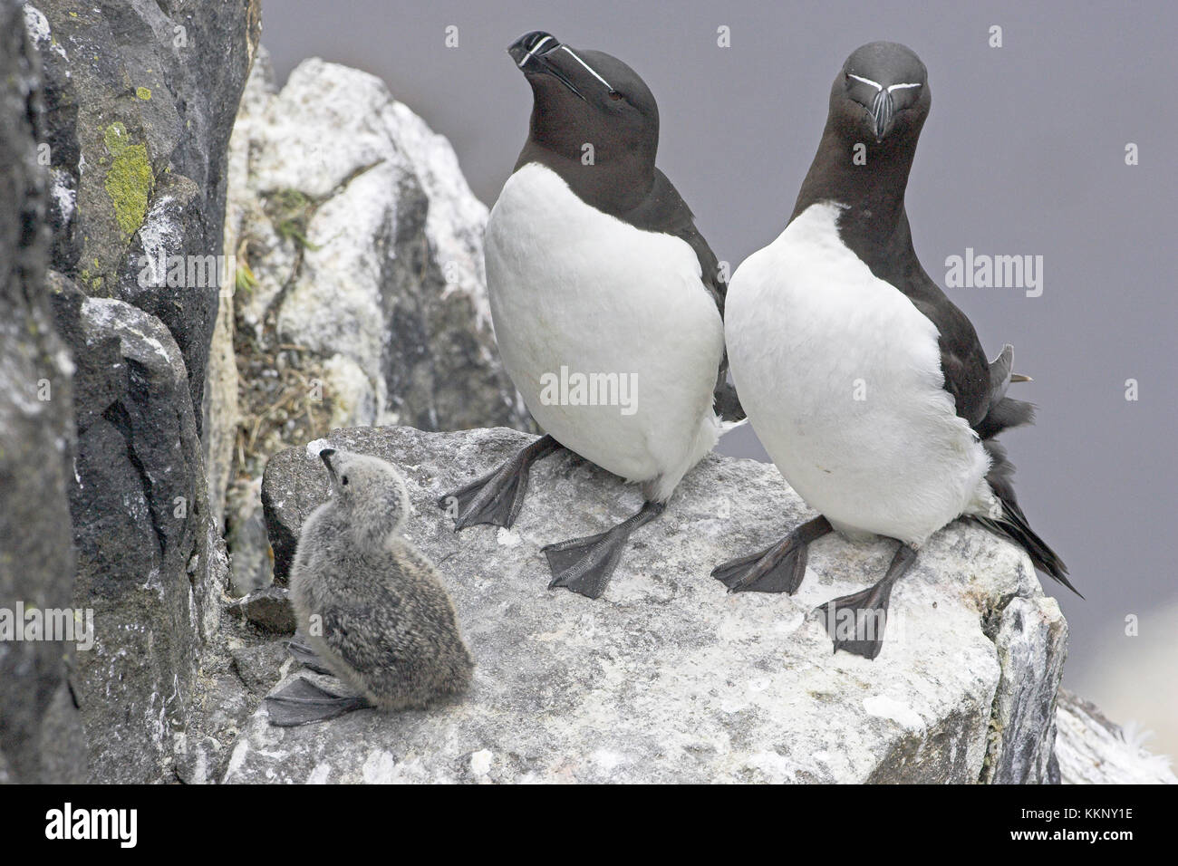 Razorbill Alca torda at nesting ledge with young chick Isle of May ...