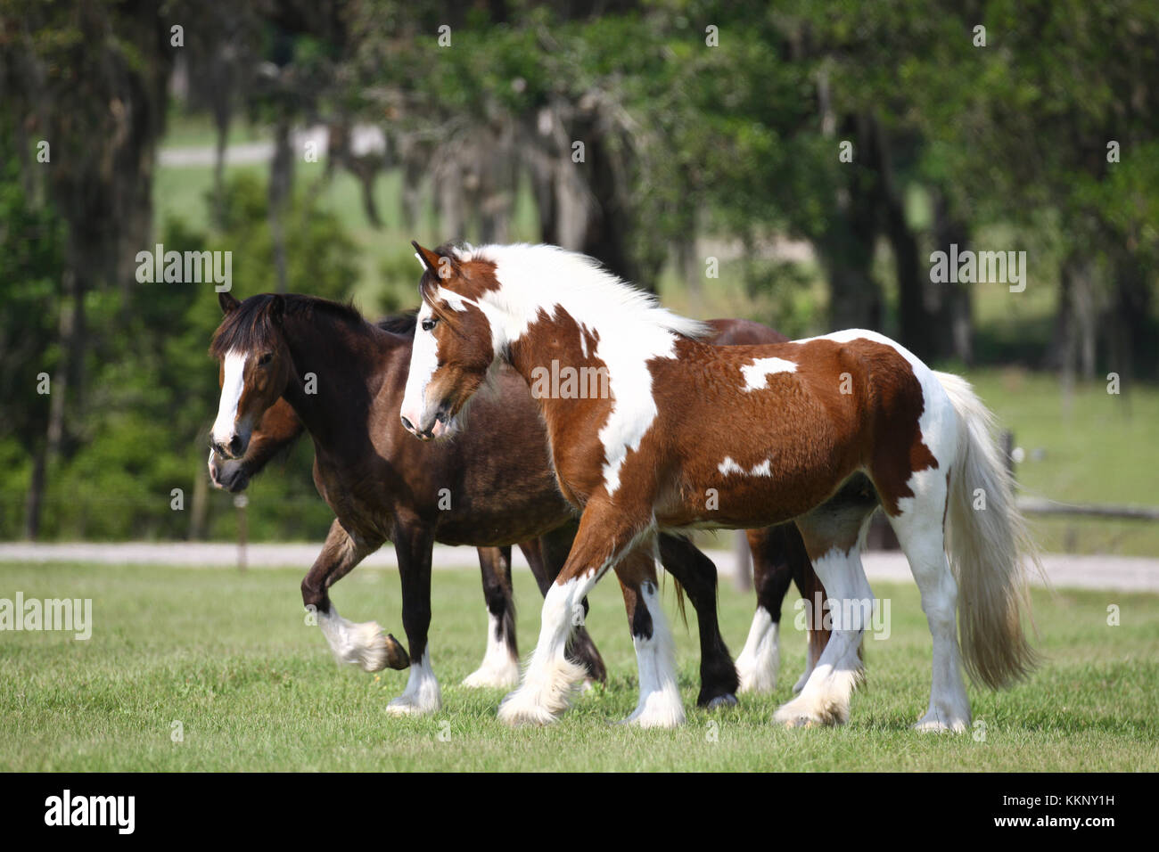 Horses crosses hi-res stock photography and images - Alamy